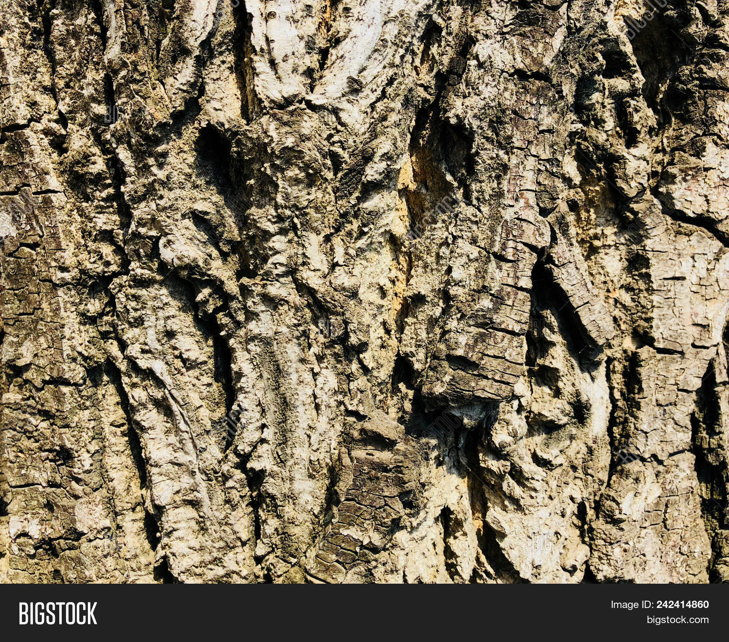 Wooden Texture Old Image & Photo (Free Trial) | Bigstock