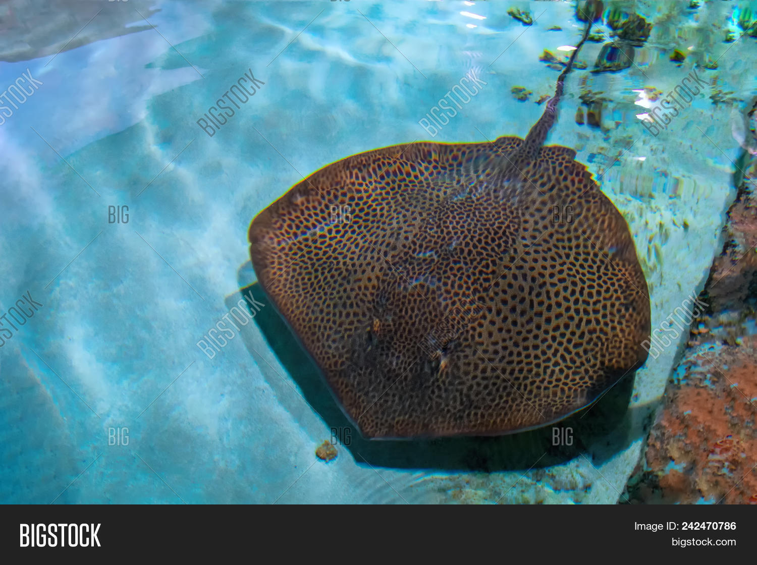 Rays (skates) Deep- Image & Photo (Free Trial) | Bigstock