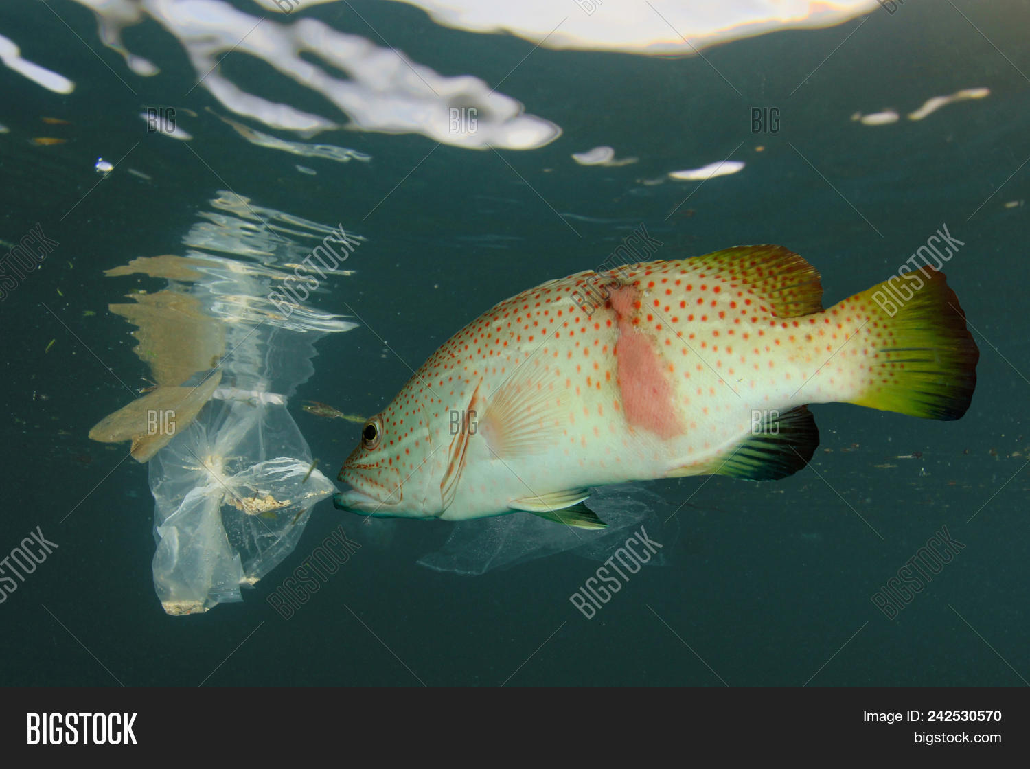 Plastic Pollution Image & Photo (Free Trial) | Bigstock