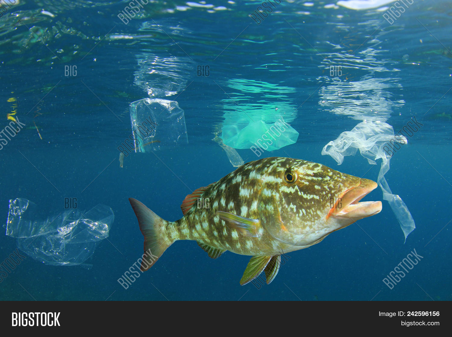 Plastic Ocean. Fish Image & Photo (Free Trial) | Bigstock