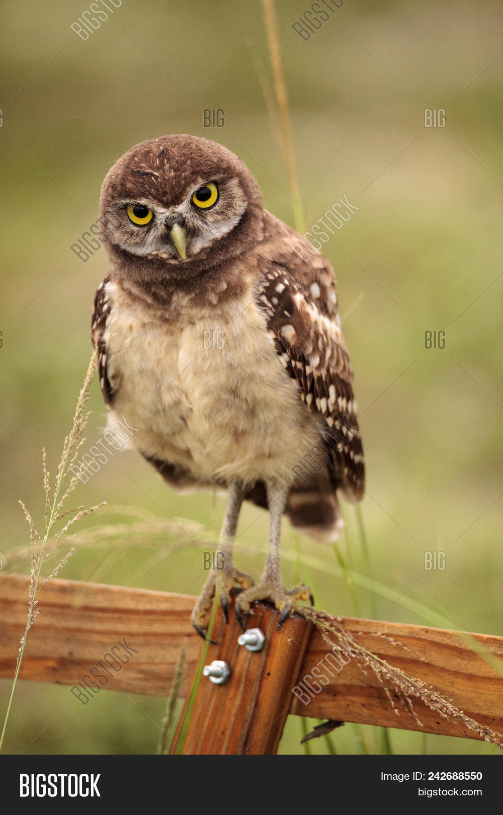 Cute Baby Burrowing Owls