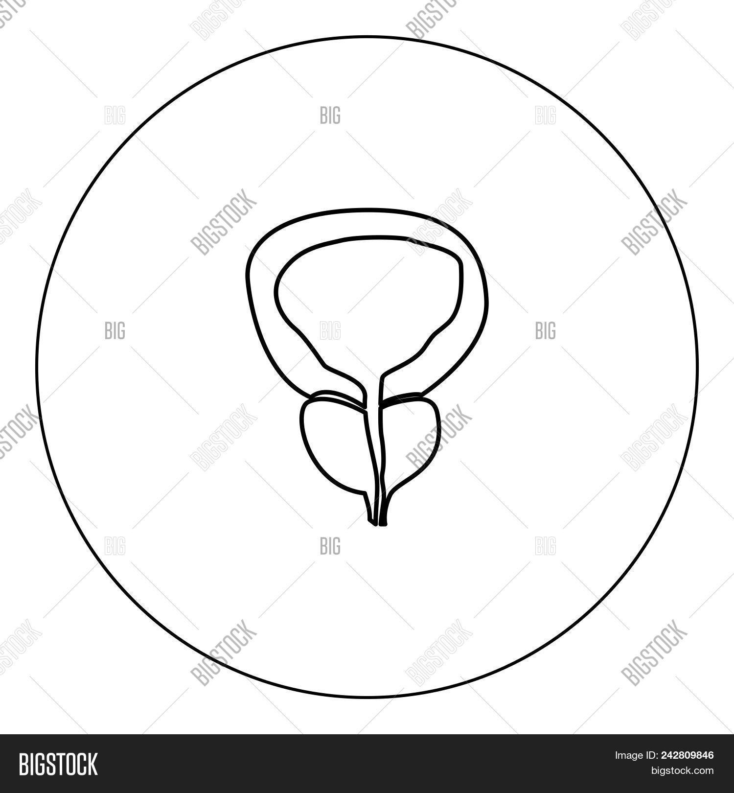 Prostate Gland Vector & Photo (Free Trial) | Bigstock