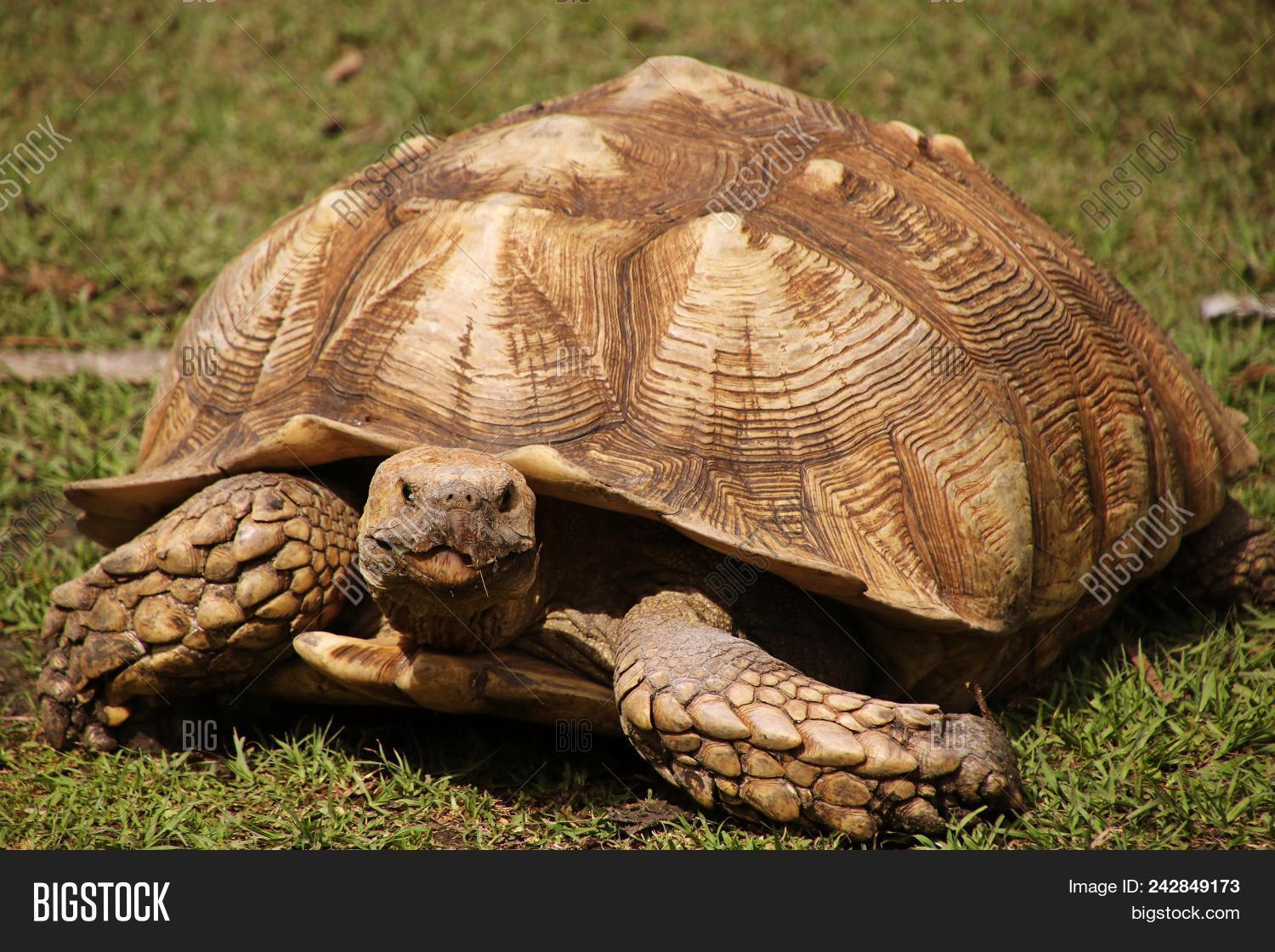 Large Sulcata Turtle Image & Photo (Free Trial) | Bigstock