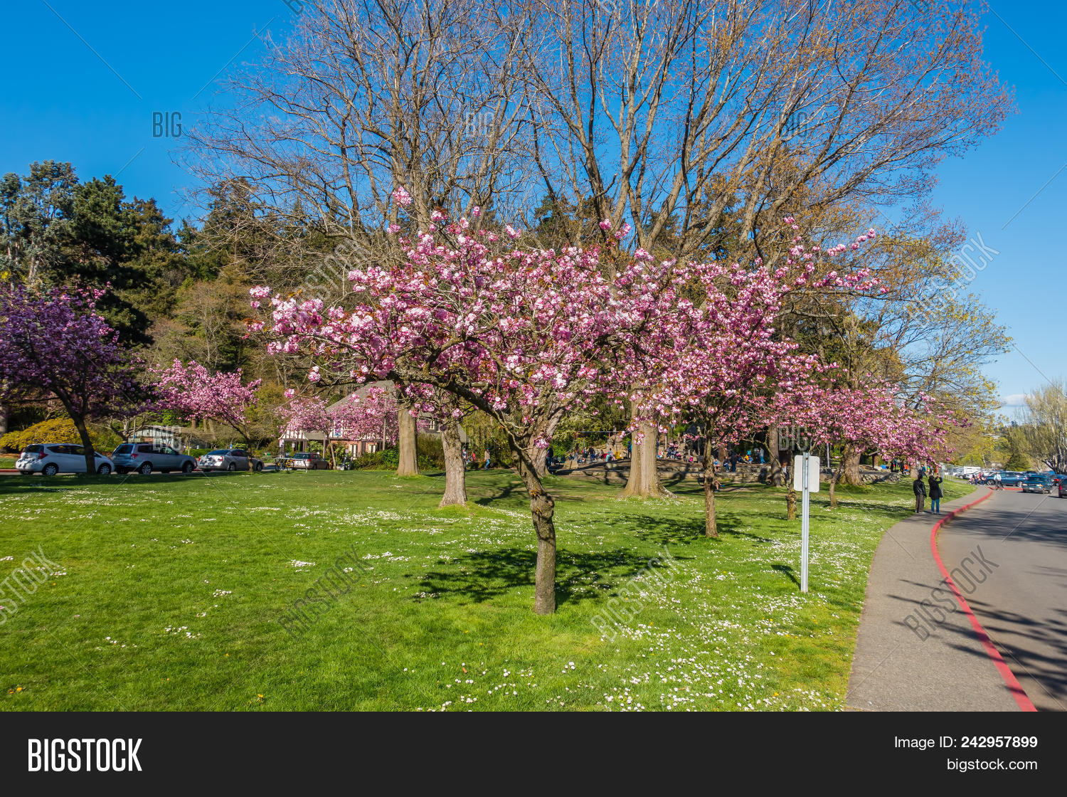 View Cherry Trees Full Image & Photo (Free Trial) | Bigstock
