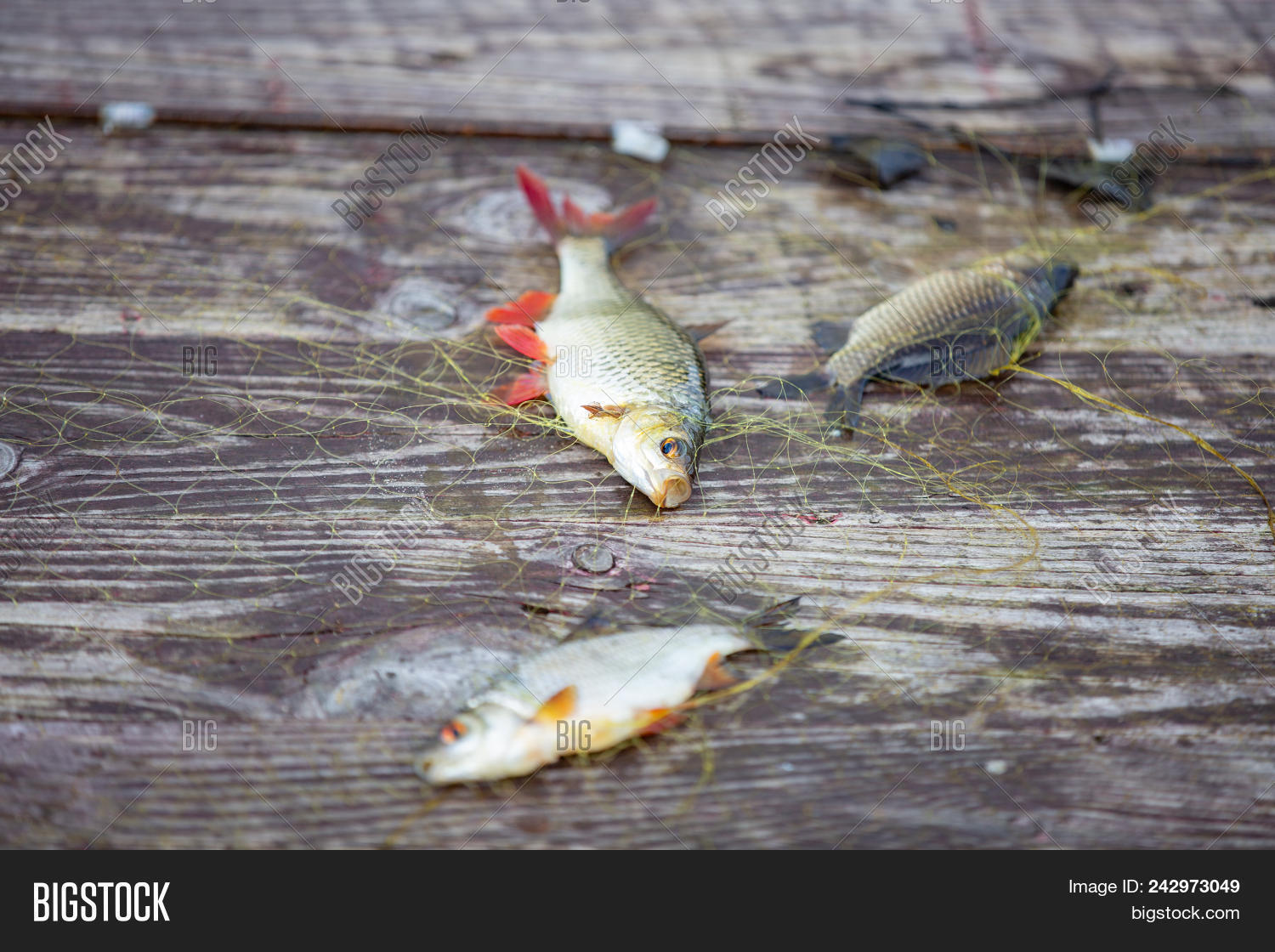 Two Freshwater Fish Image & Photo (Free Trial) | Bigstock