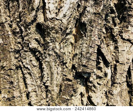 Wooden Texture Old Image & Photo (Free Trial) | Bigstock