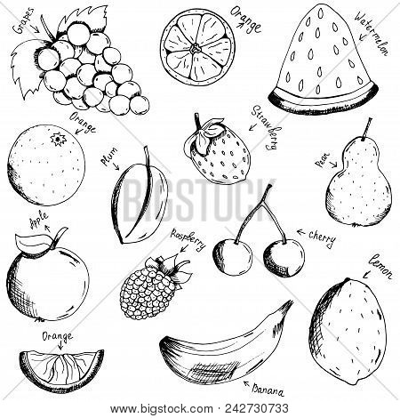 Fruits Drawing Sketches