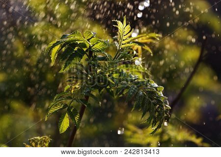 Serrate Dung Moss Image & Photo (Free Trial) | Bigstock