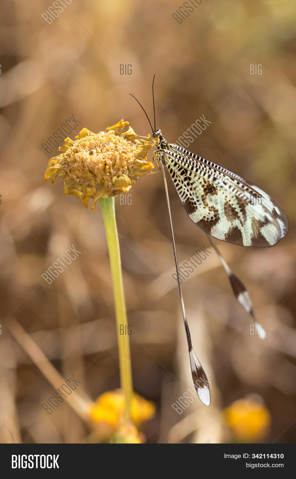 Nemoptera Coa Image & Photo (Free Trial) | Bigstock