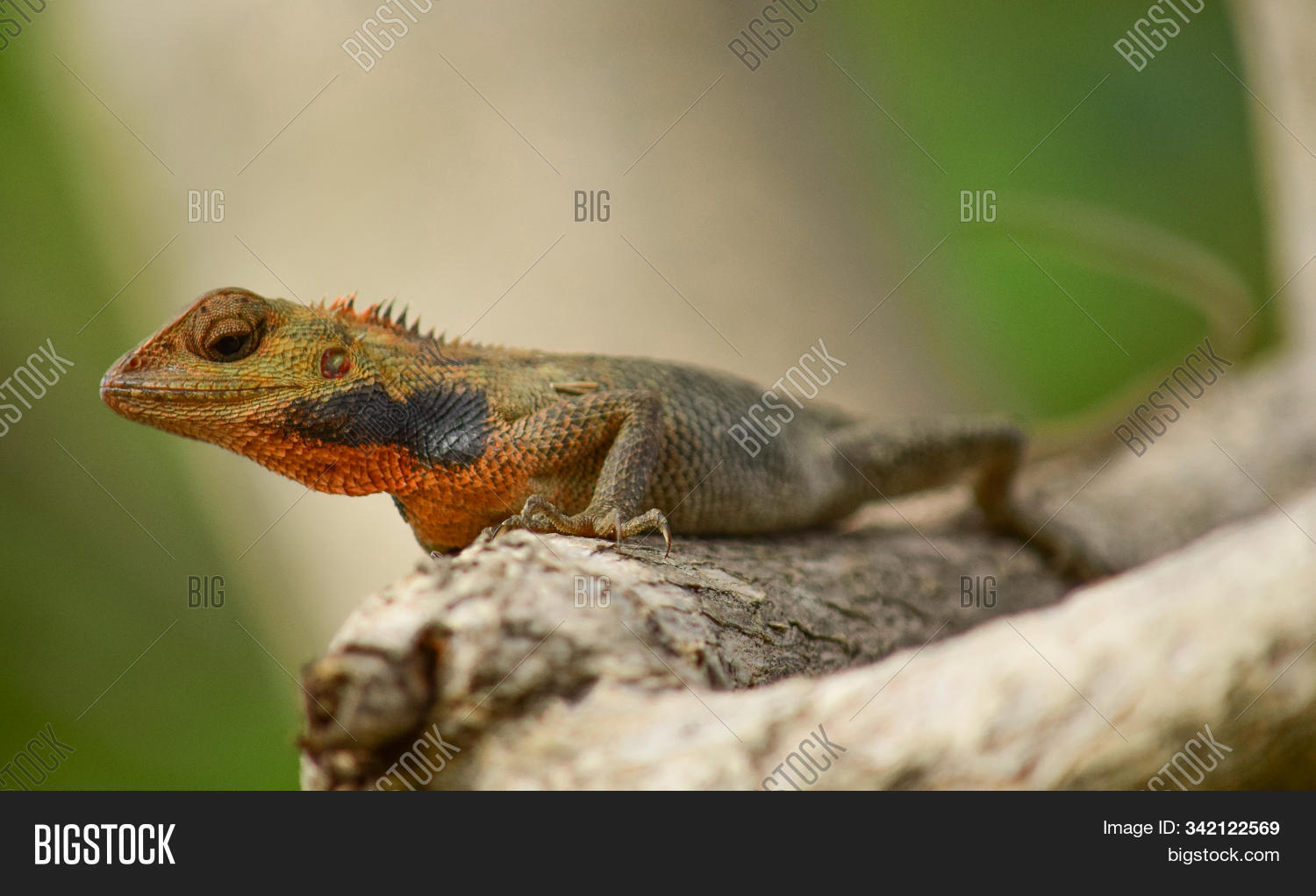 Imagen y foto Oriental Garden (prueba gratis) | Bigstock