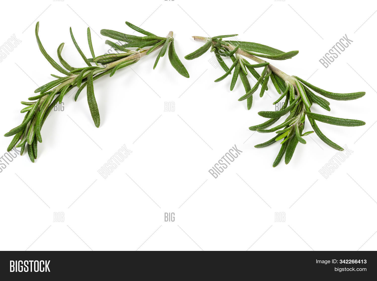 Two Small Stems Fresh Image & Photo (Free Trial) | Bigstock