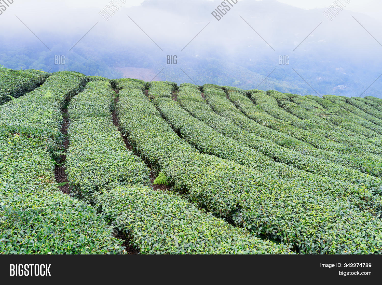 Beautiful Green Tea Image & Photo (Free Trial) | Bigstock