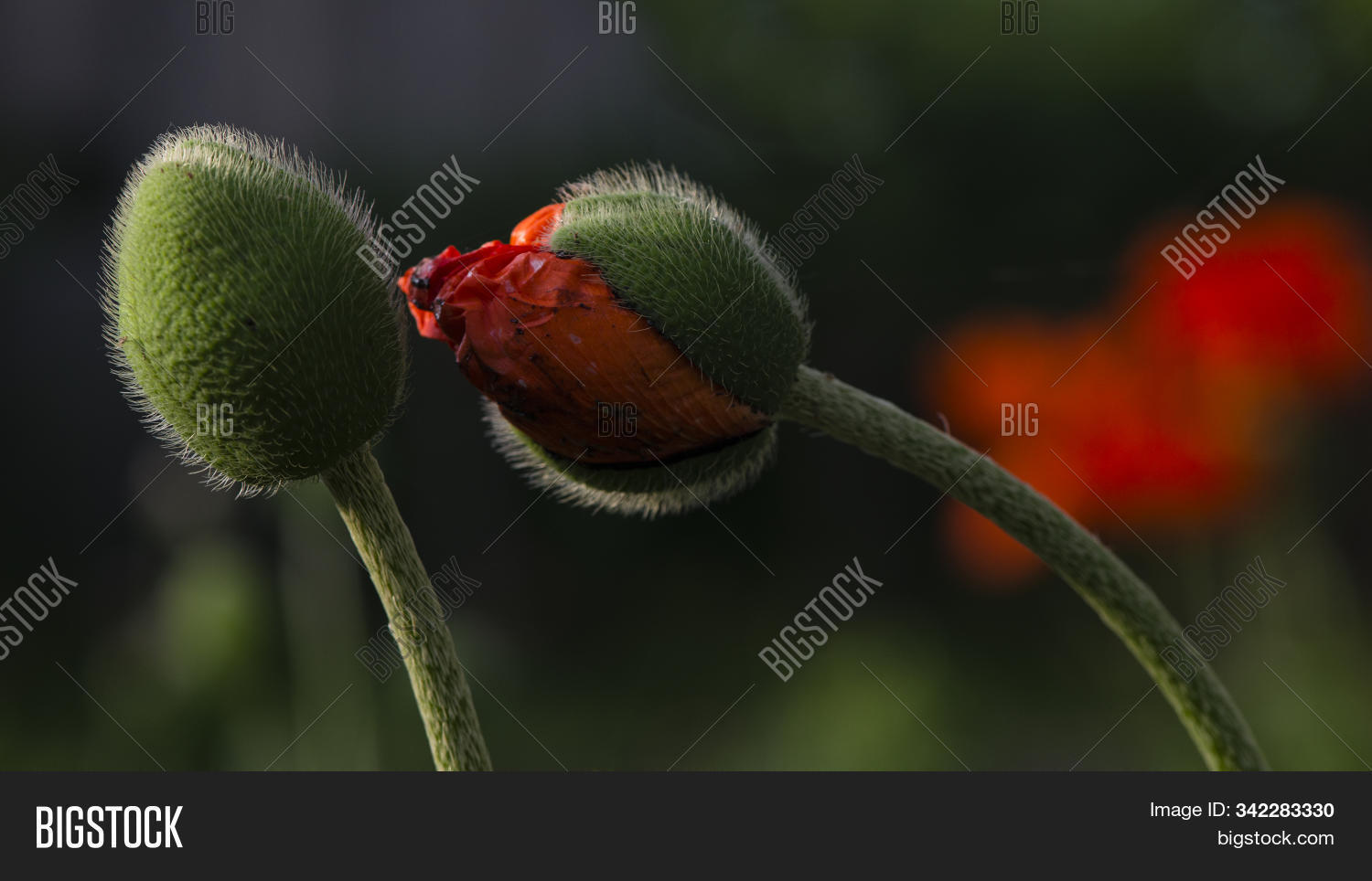 Textured, Close- Poppy Image & Photo (Free Trial) | Bigstock