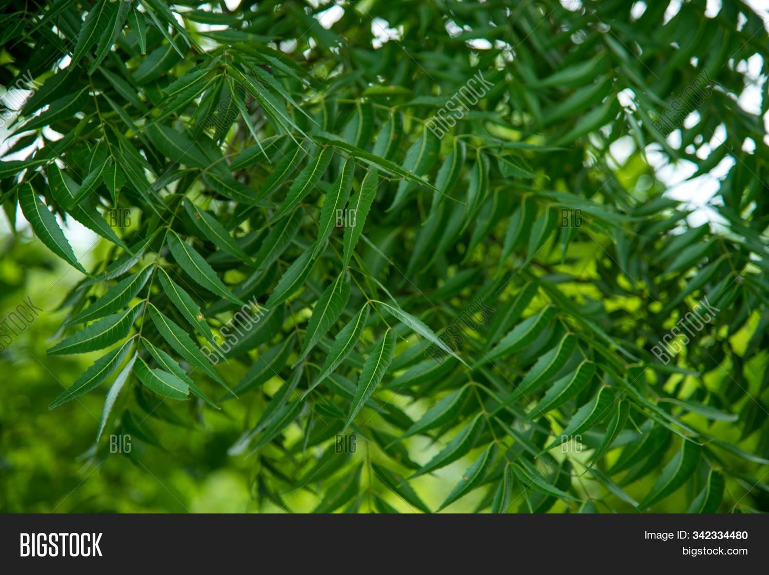 Azadirachta Indica - Image & Photo (Free Trial) | Bigstock