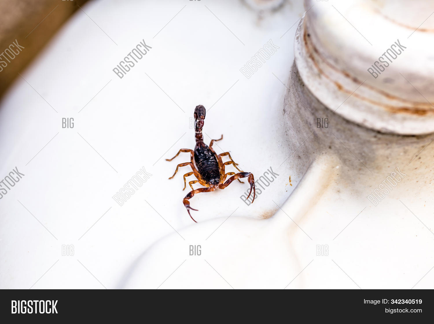 Scorpion Amid Rubble Image & Photo (Free Trial) | Bigstock