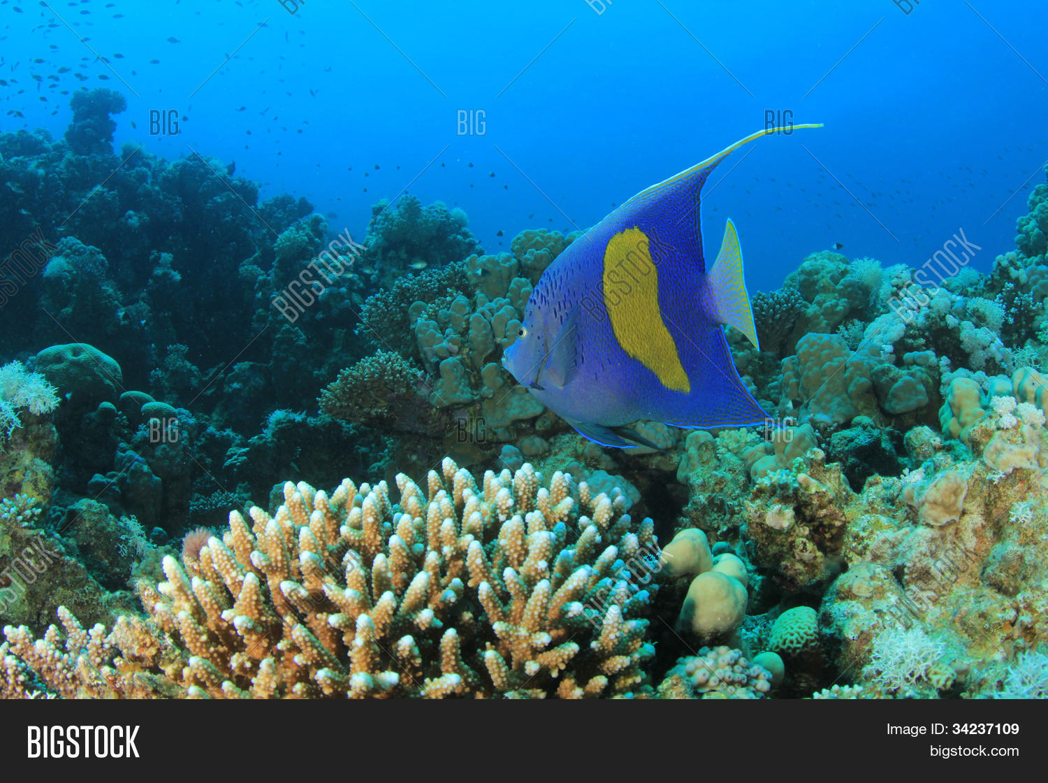 Yellowbar Angelfish On Image & Photo (Free Trial) | Bigstock