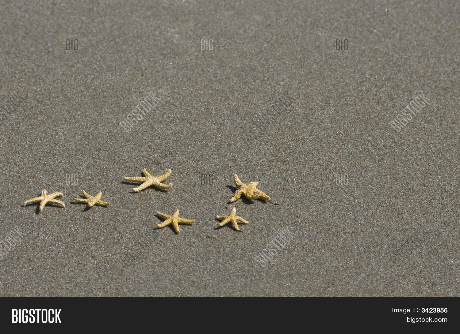 Tiny Starfish Sand Image & Photo (Free Trial) | Bigstock