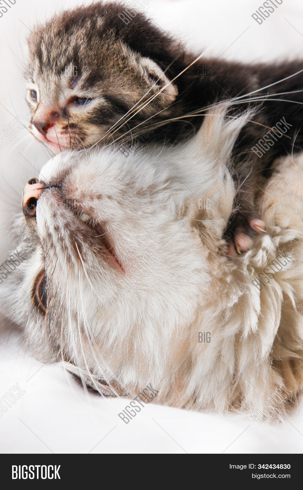 Mother Cat Her Newborn Image & Photo (Free Trial) | Bigstock