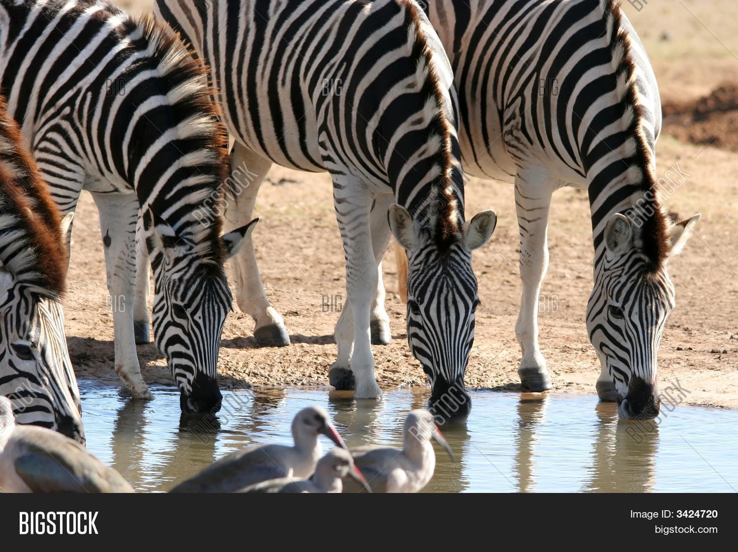 Zebras Drinking Water Image & Photo (Free Trial) | Bigstock