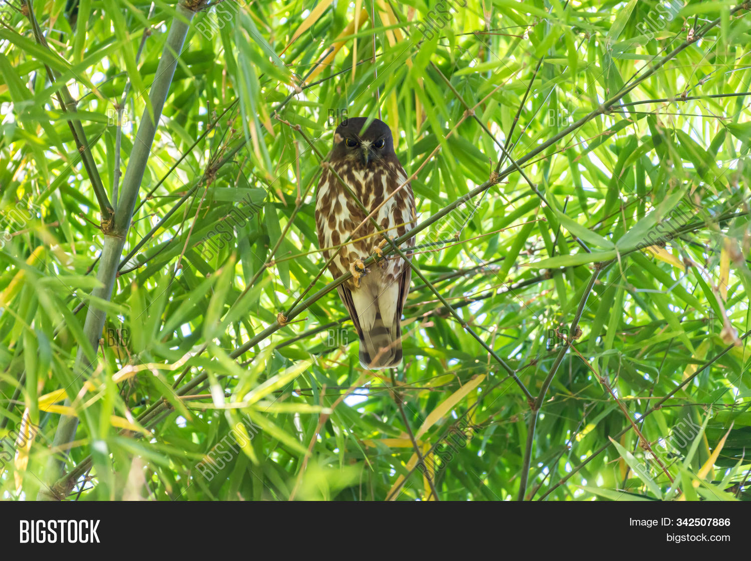 Bird (northern Boobook Image & Photo (Free Trial) | Bigstock