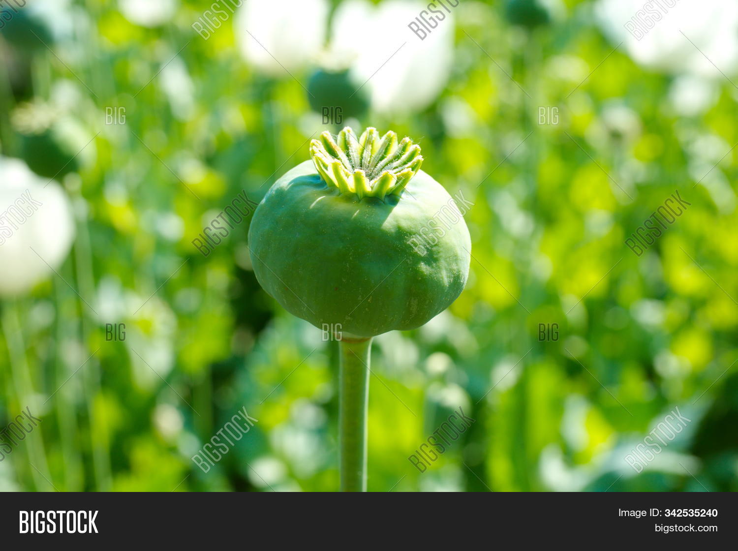 Opium, Poppy Capsule. Image & Photo (Free Trial) | Bigstock
