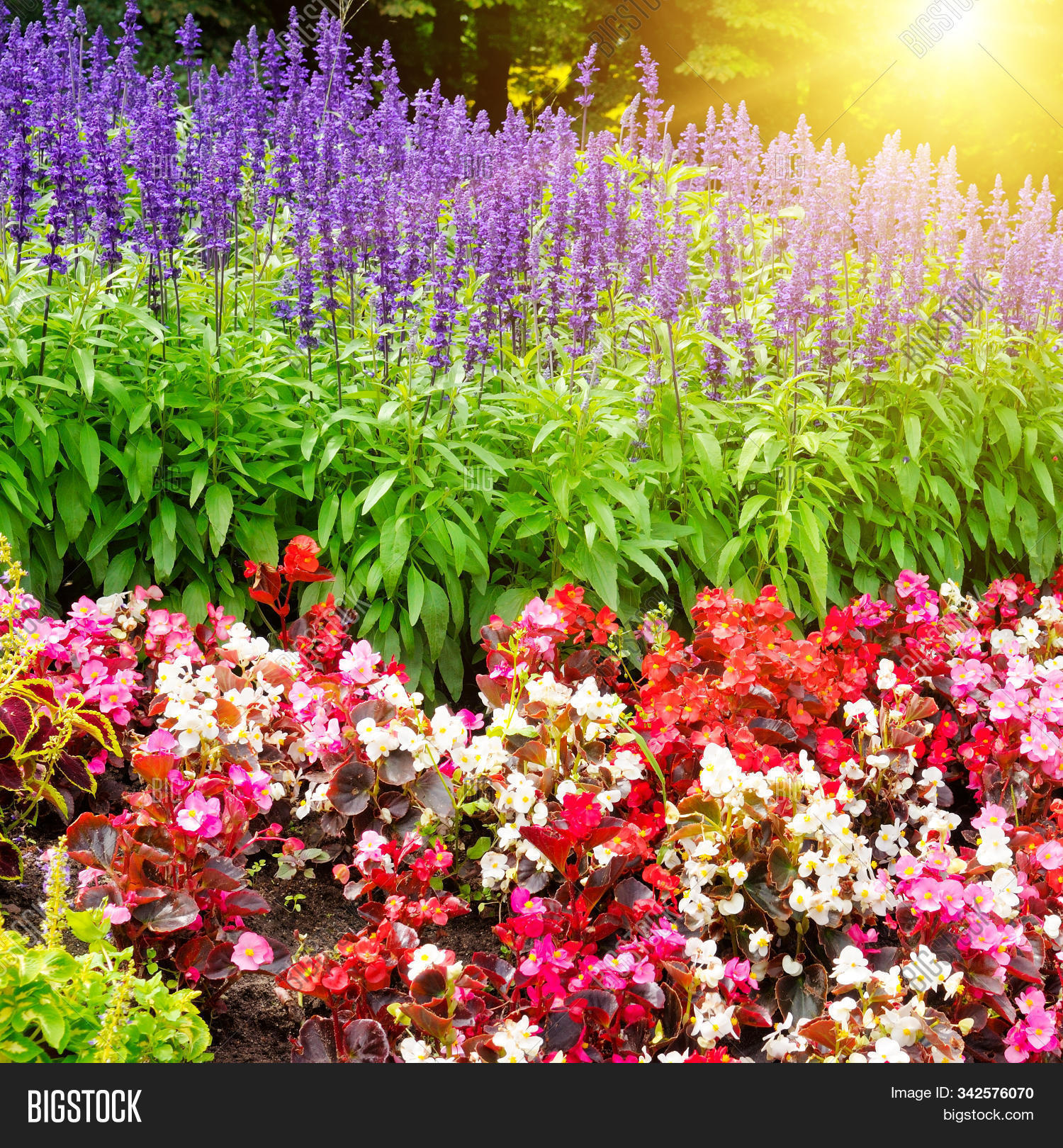 Ornamental Plant Image & Photo (Free Trial) | Bigstock