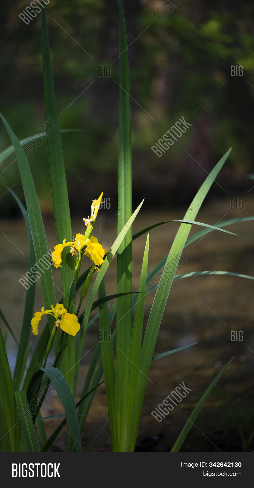 Rare Swamp Flower. Image & Photo (Free Trial) | Bigstock