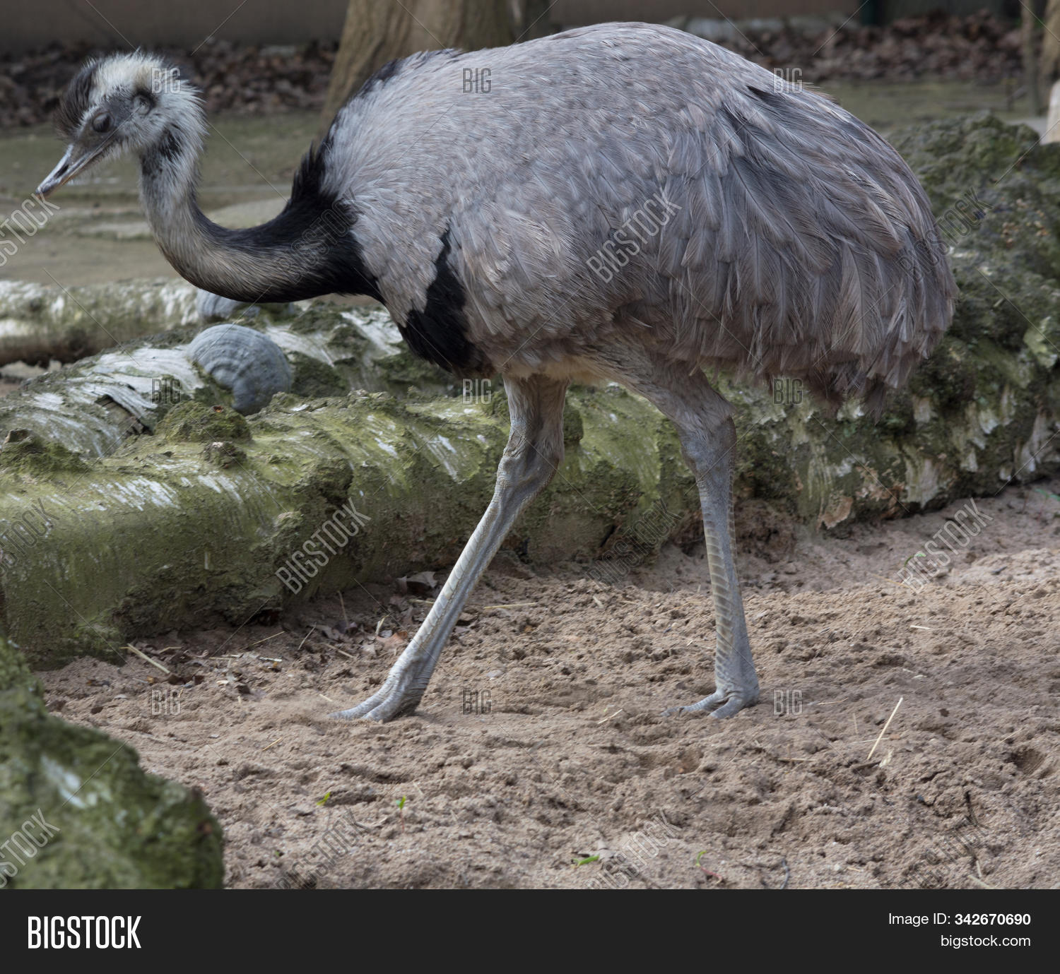 Big Black Ostrich. Image & Photo (Free Trial) | Bigstock