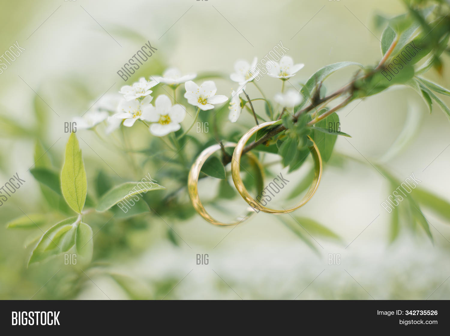 Wedding Rings Hang On Image & Photo (Free Trial) | Bigstock