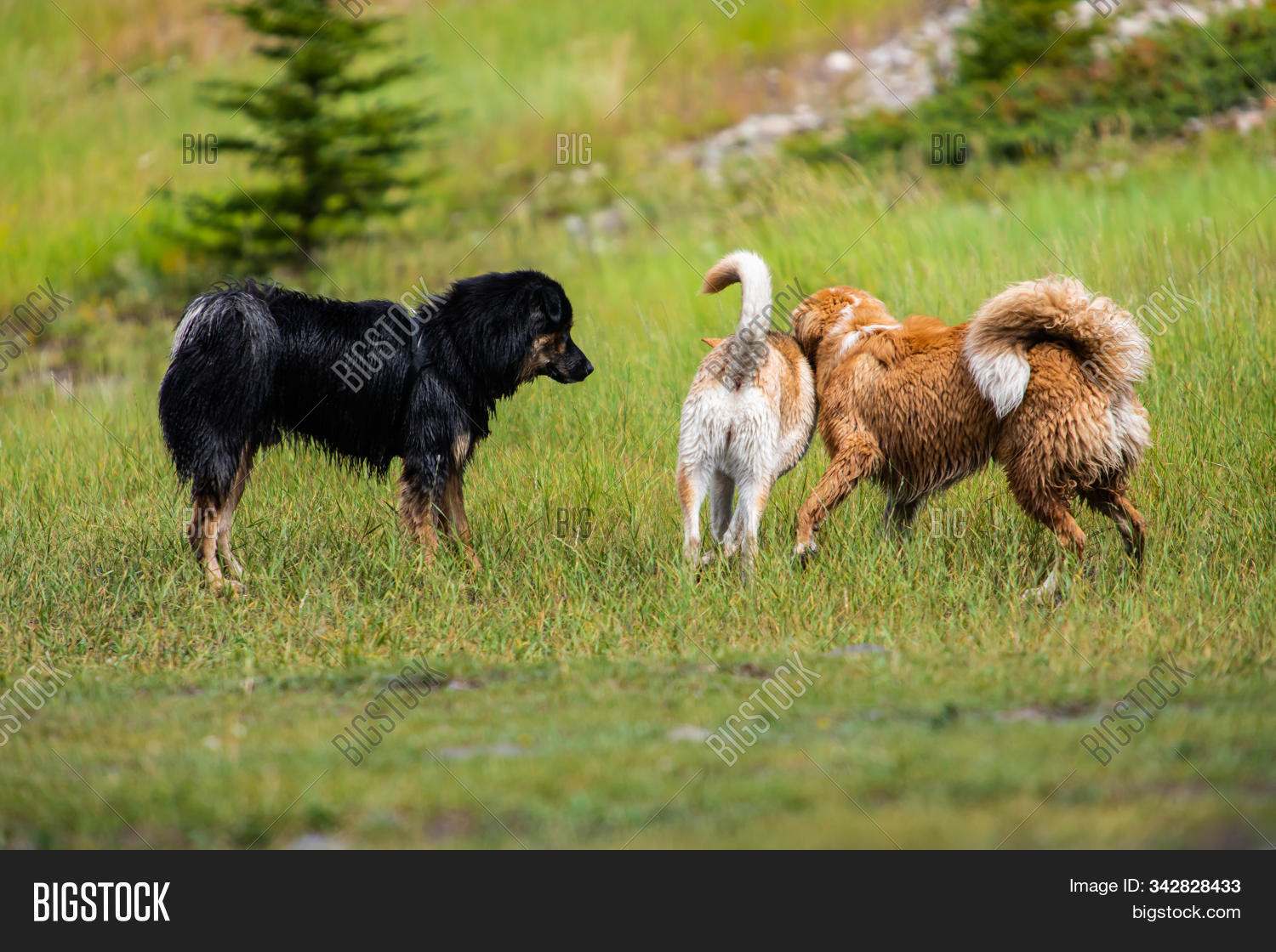 Three Dogs Different Image & Photo (Free Trial) | Bigstock