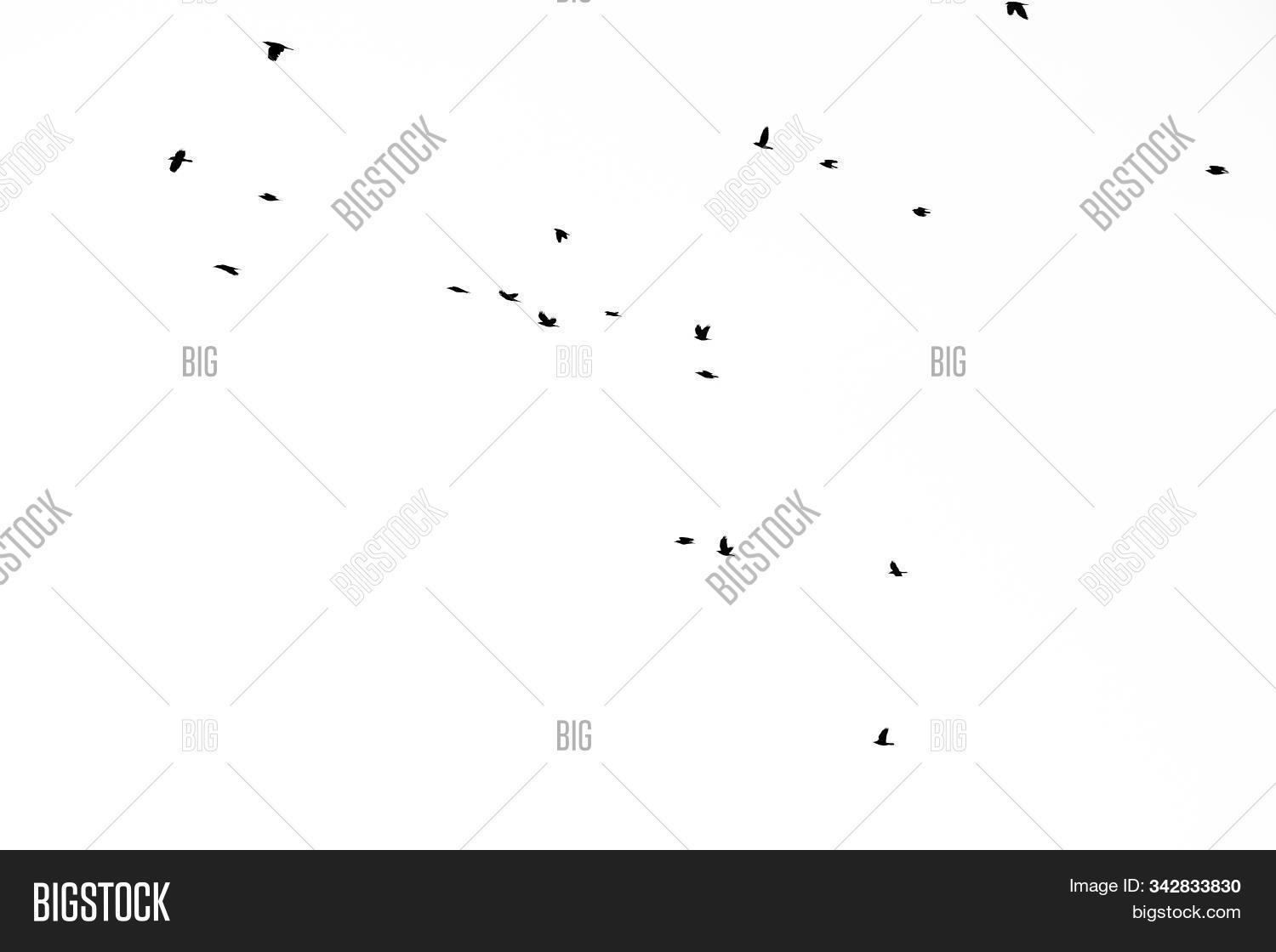 Flying Crows Hi-res Image & Photo (Free Trial) | Bigstock