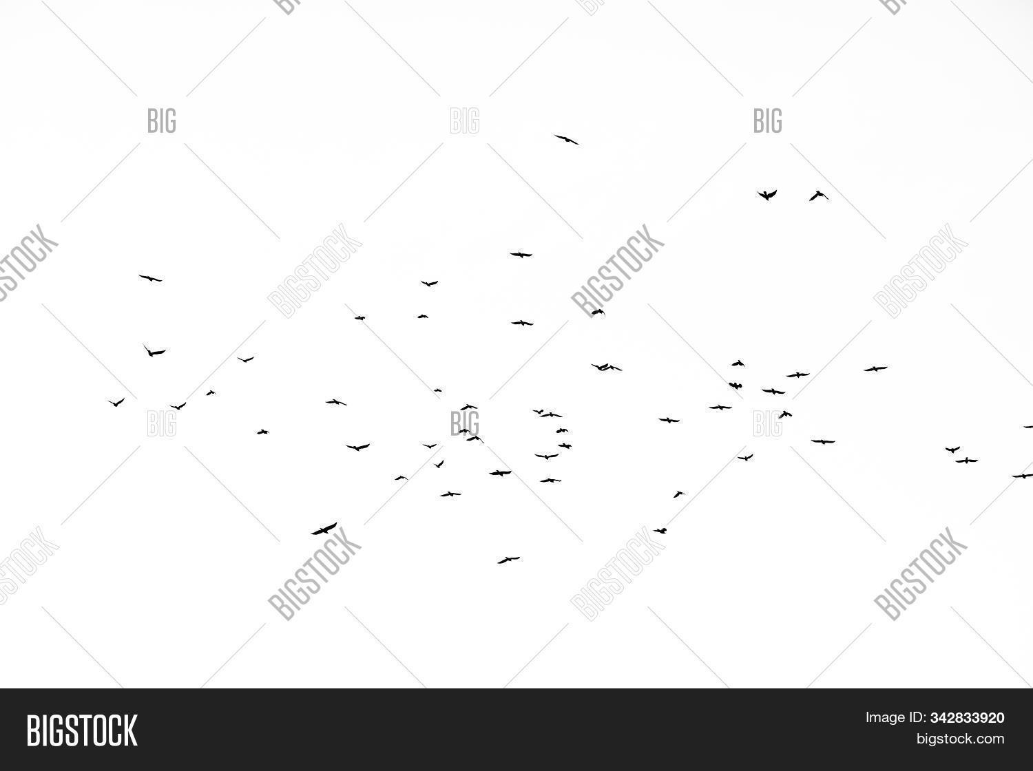 Flying Crows Hi-res Image & Photo (Free Trial) | Bigstock