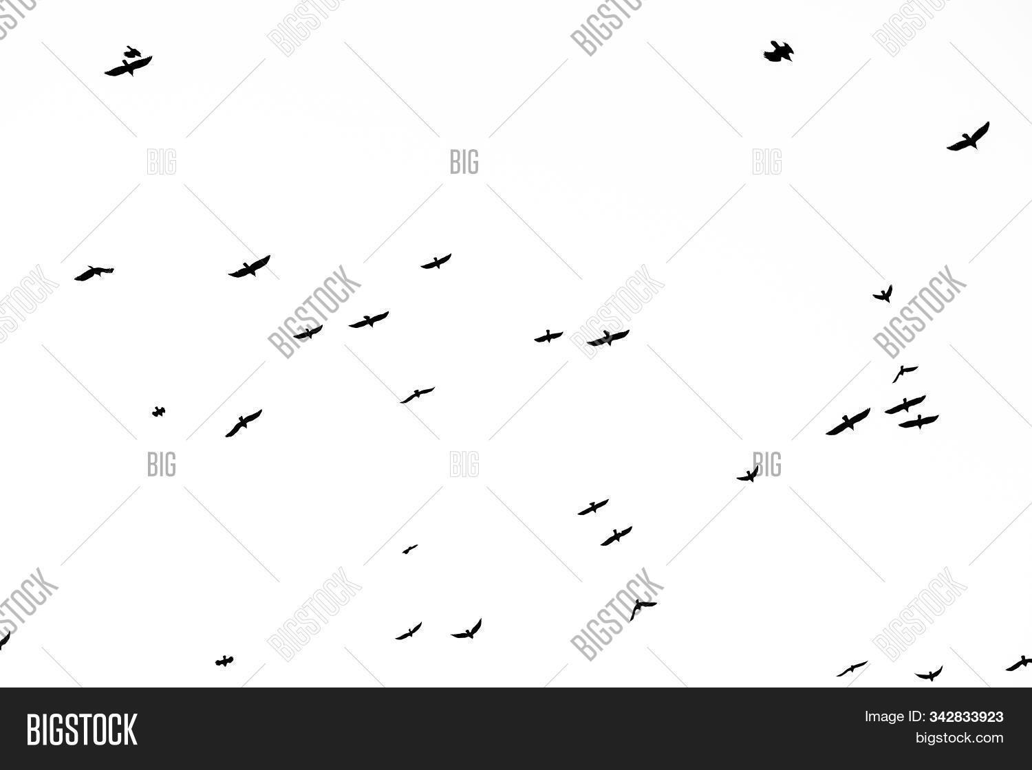 Flying Crows Hi-res Image & Photo (Free Trial) | Bigstock