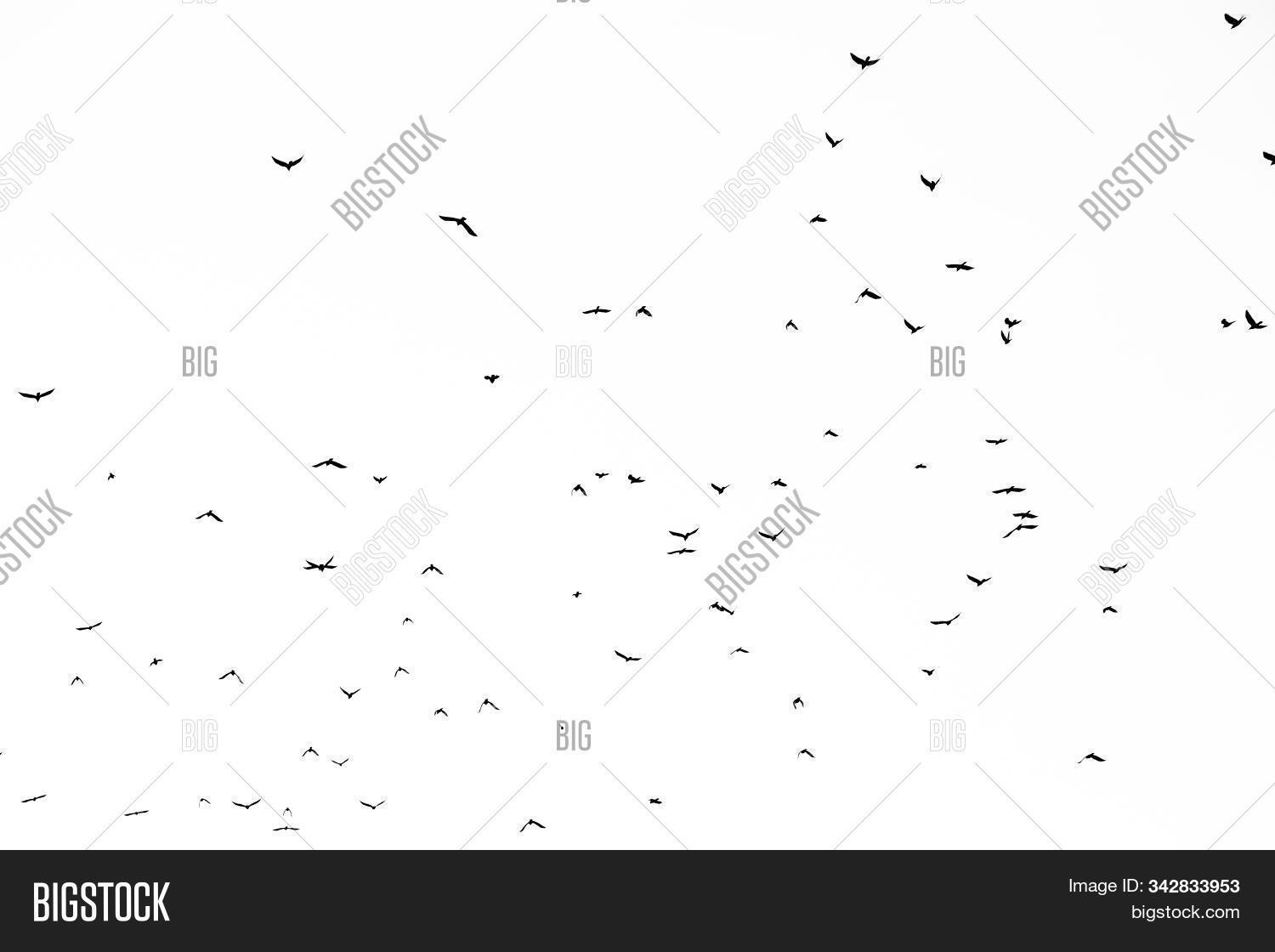 Flying Crows Hi-res Image & Photo (Free Trial) | Bigstock