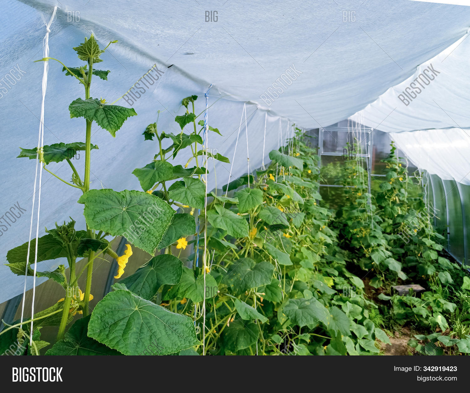 Cucumbers Greenhouse Image & Photo (Free Trial) | Bigstock