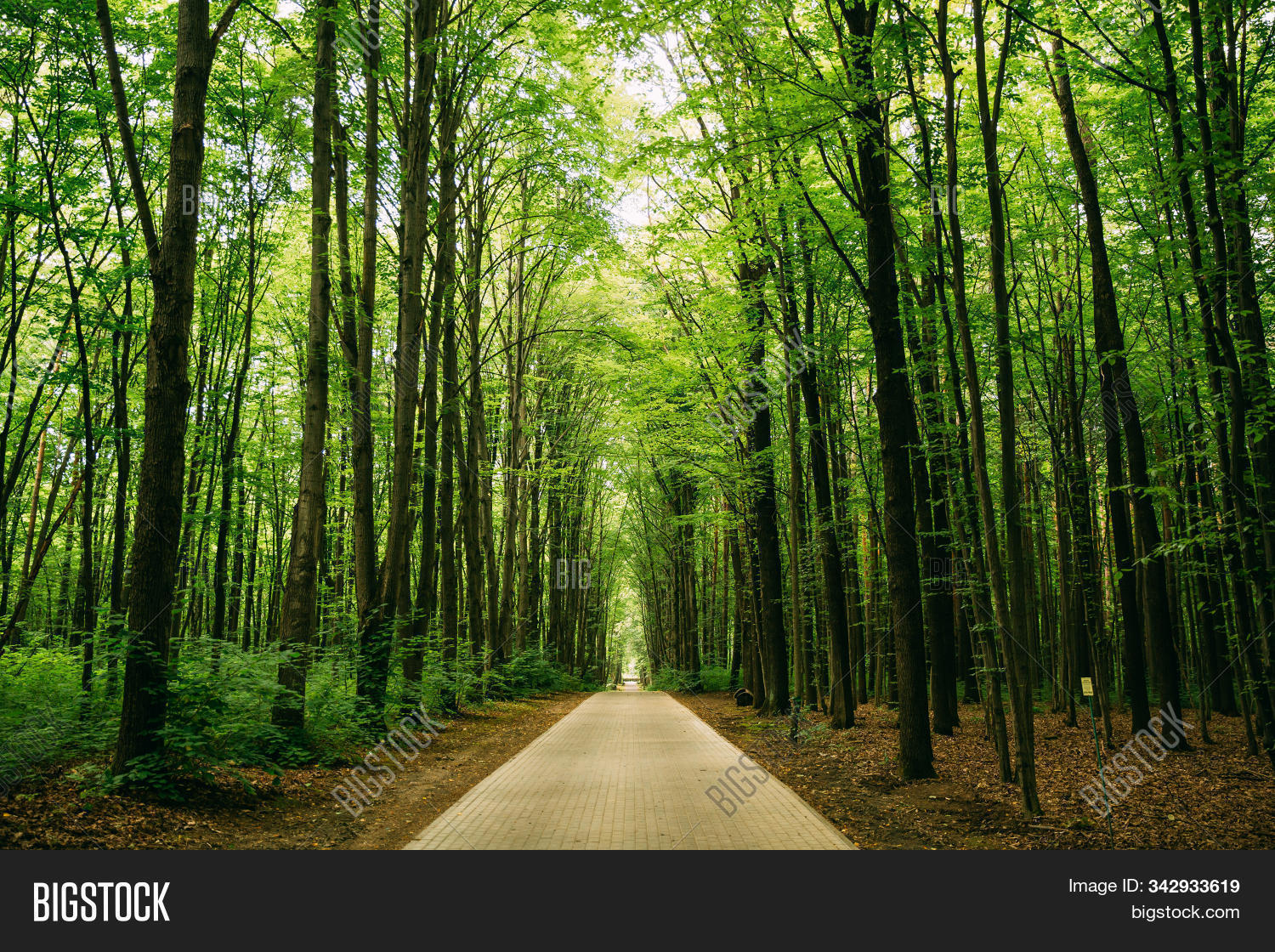 Walkway Lane Path Image & Photo (Free Trial) | Bigstock