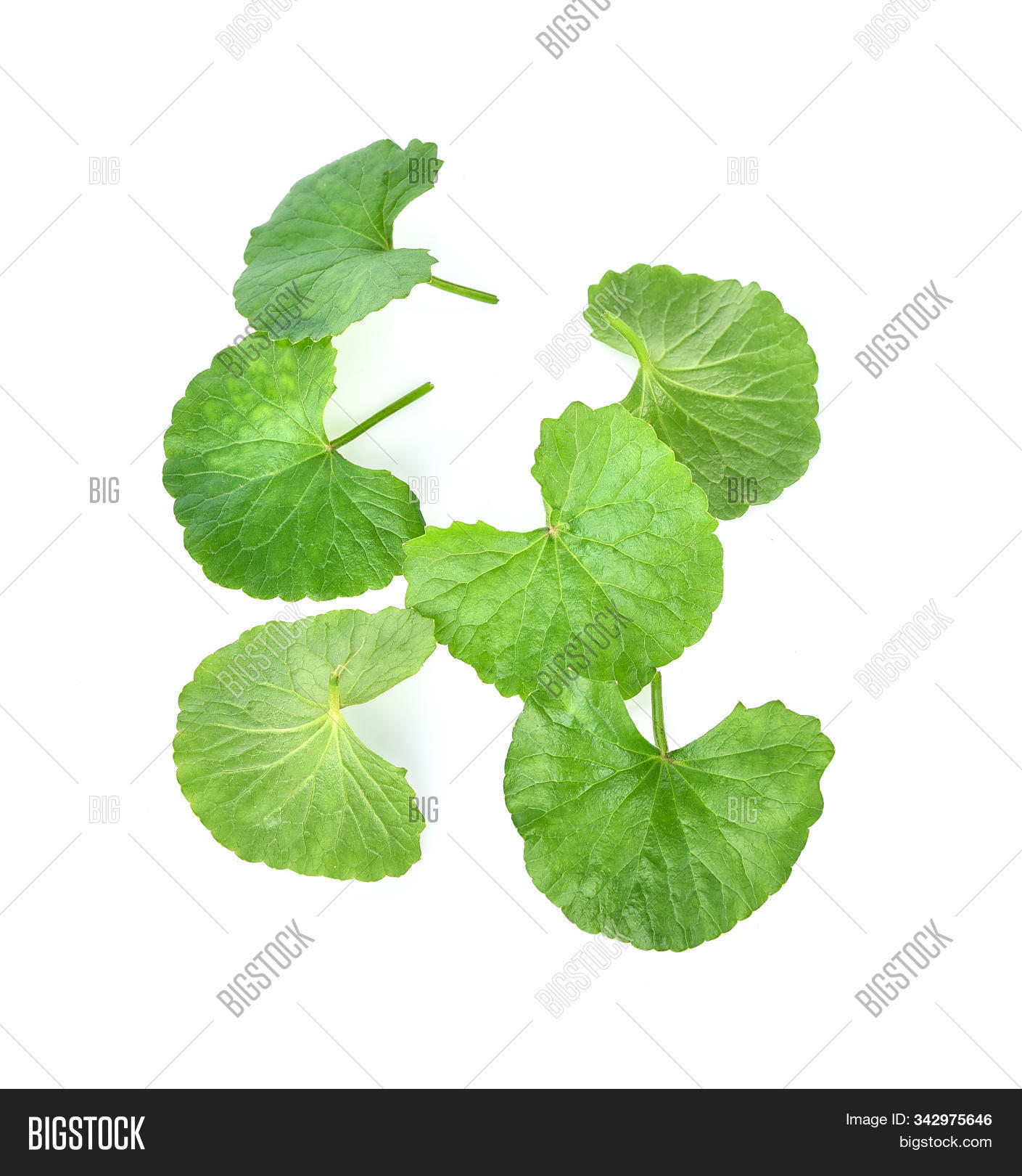 Top View Centella Image & Photo (Free Trial) | Bigstock