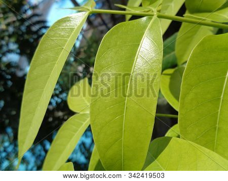 Mahogany Images, Illustrations & Vectors (Free) - Bigstock