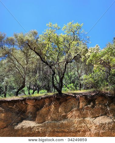 Olive Trees Roots Image & Photo (Free Trial) | Bigstock