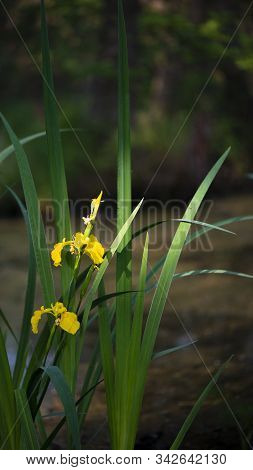 Rare Swamp Flower. Image & Photo (Free Trial) | Bigstock