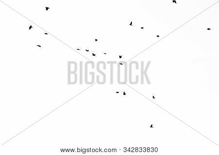 Flying Crows Hi-res Image & Photo (Free Trial) | Bigstock