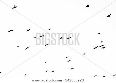 Flying Crows Hi-res Image & Photo (Free Trial) | Bigstock