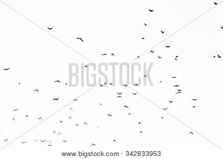 Flying Crows Hi-res Image & Photo (Free Trial) | Bigstock