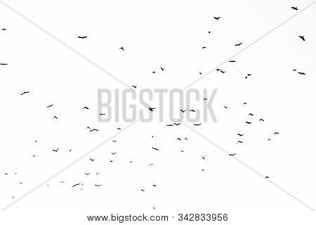 Flying Crows Hi-res Image & Photo (Free Trial) | Bigstock