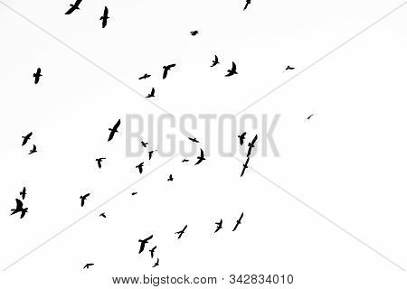 Flying Crows Hi-res Image & Photo (Free Trial) | Bigstock