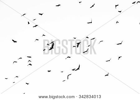 Flying Crows Hi-res Image & Photo (Free Trial) | Bigstock
