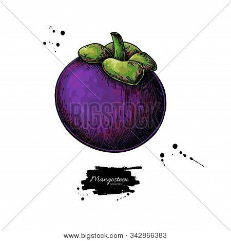 Mangosteen Vector Vector & Photo (Free Trial) | Bigstock