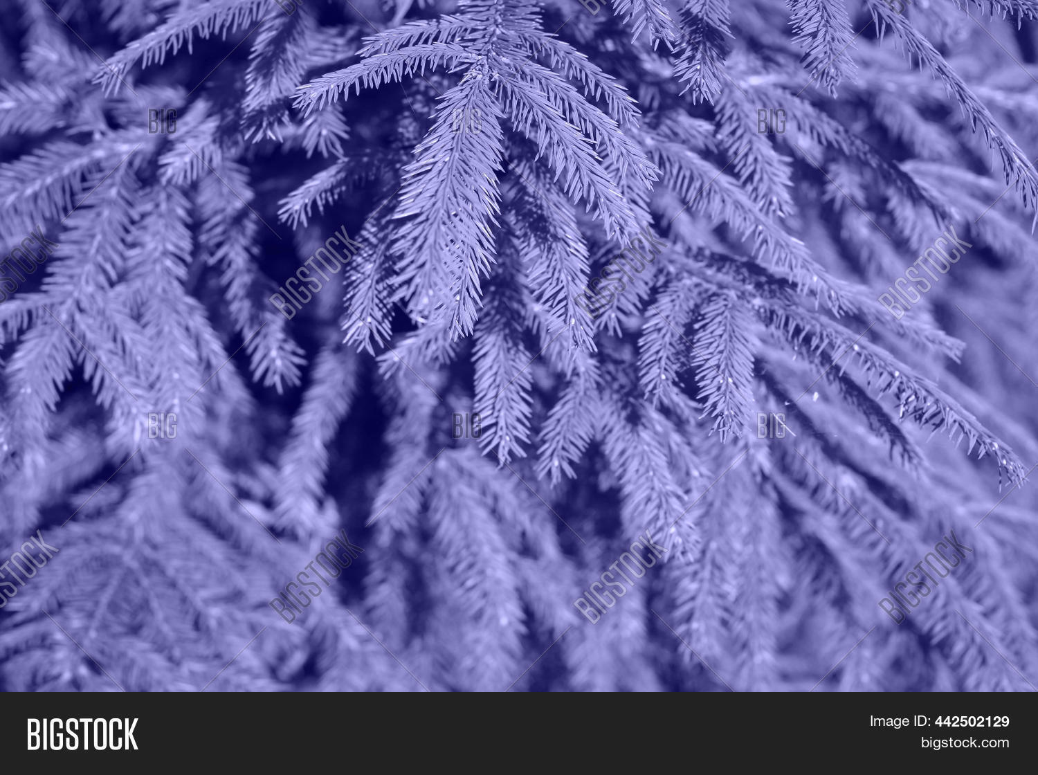 Very Peri. Color Year Image & Photo (Free Trial) | Bigstock