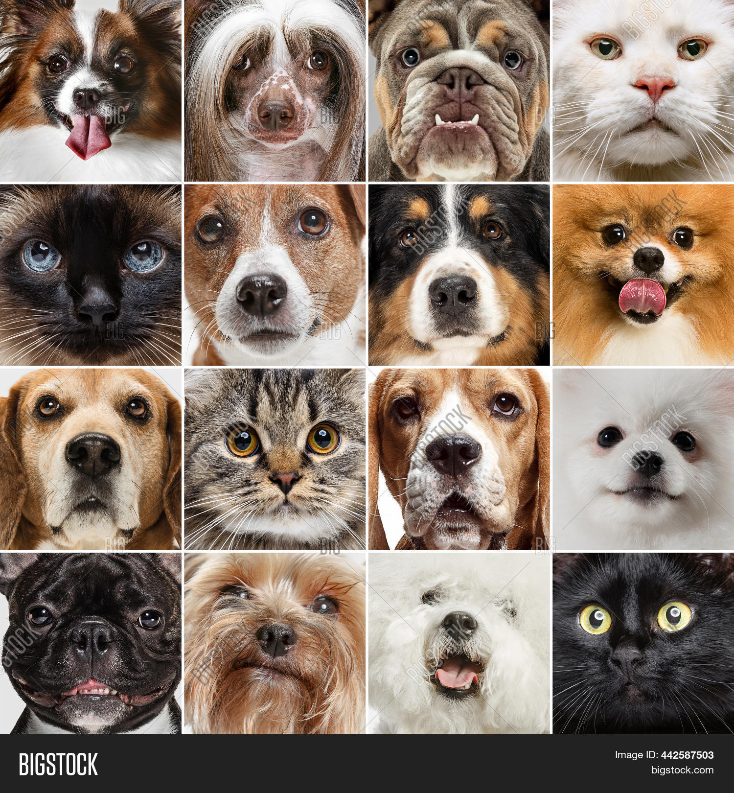 Animal Mix. Collage Image & Photo (Free Trial) | Bigstock