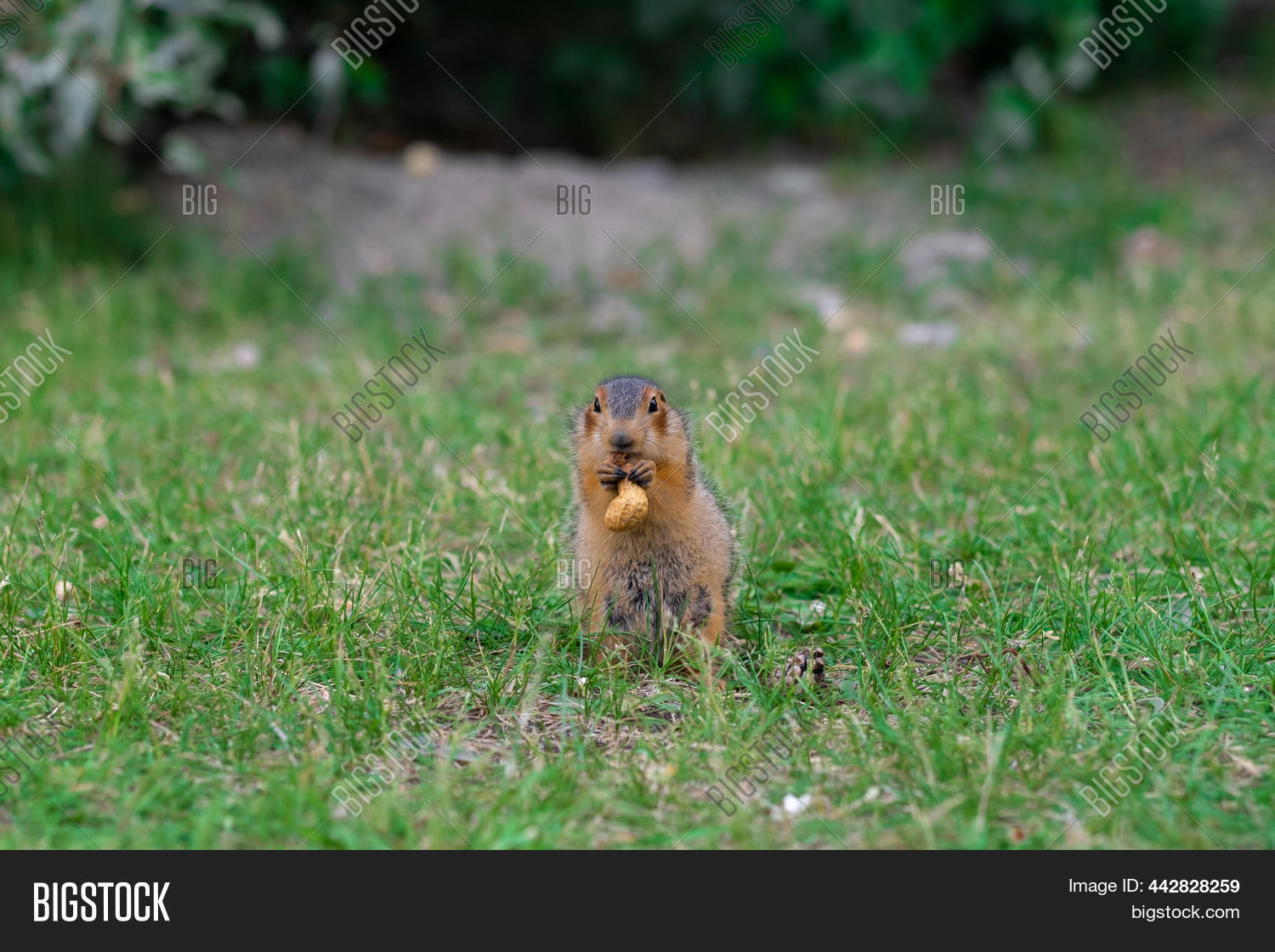 Wild Gopher Natural Image & Photo (Free Trial) | Bigstock